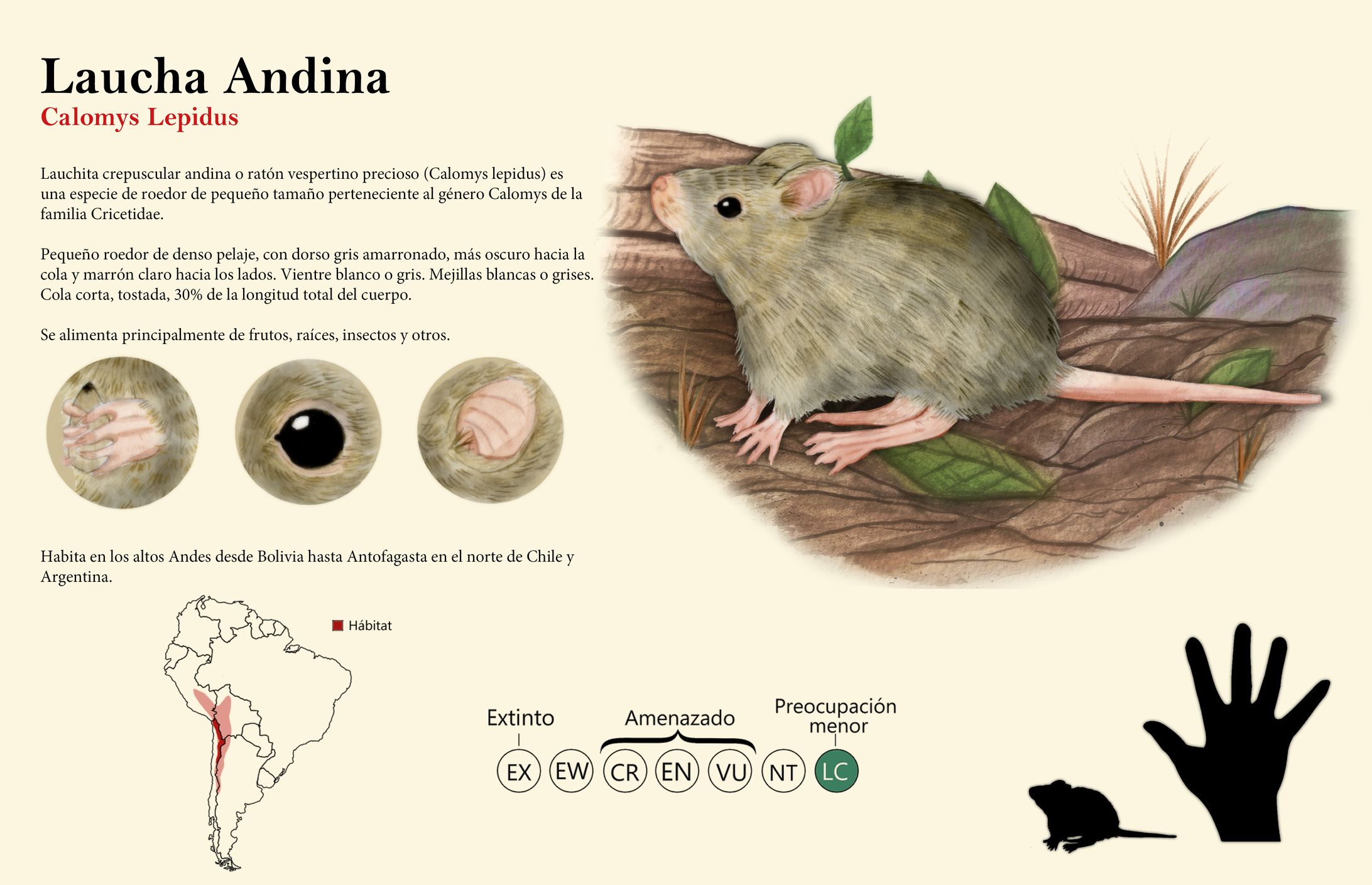 Laucha Andina